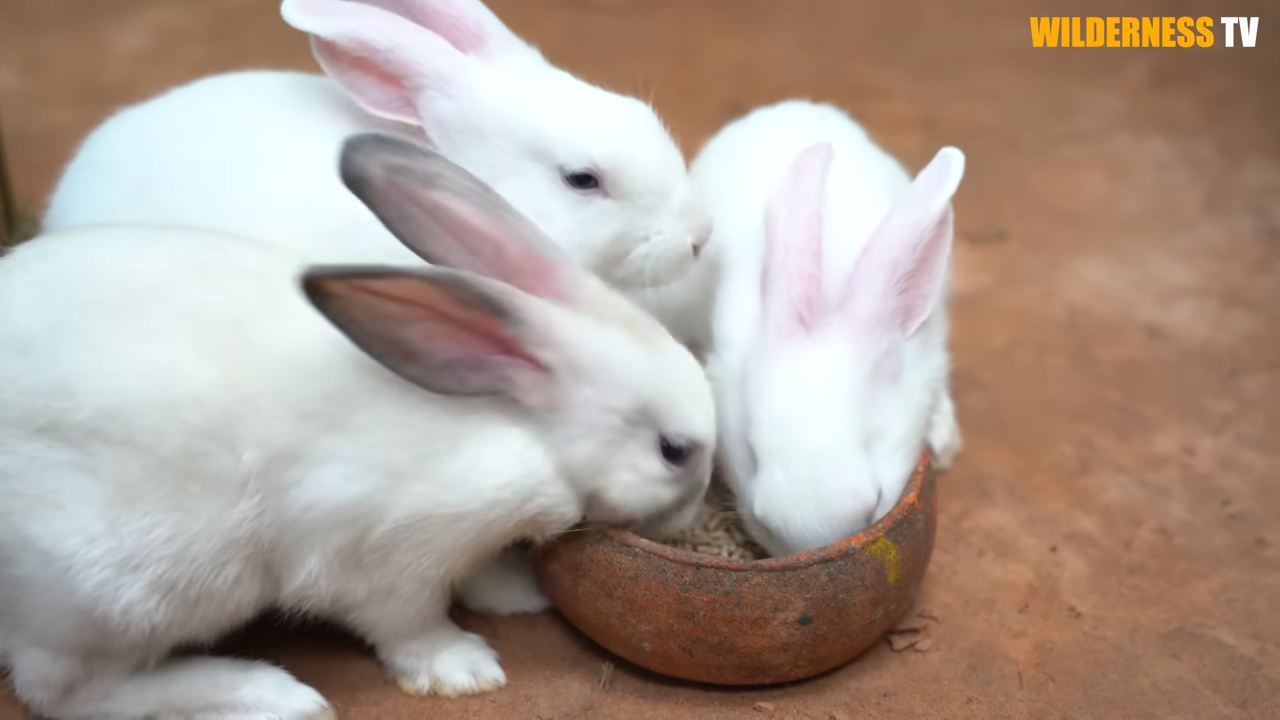We found this rabbit abandoned and scared, then tried to build it a home
