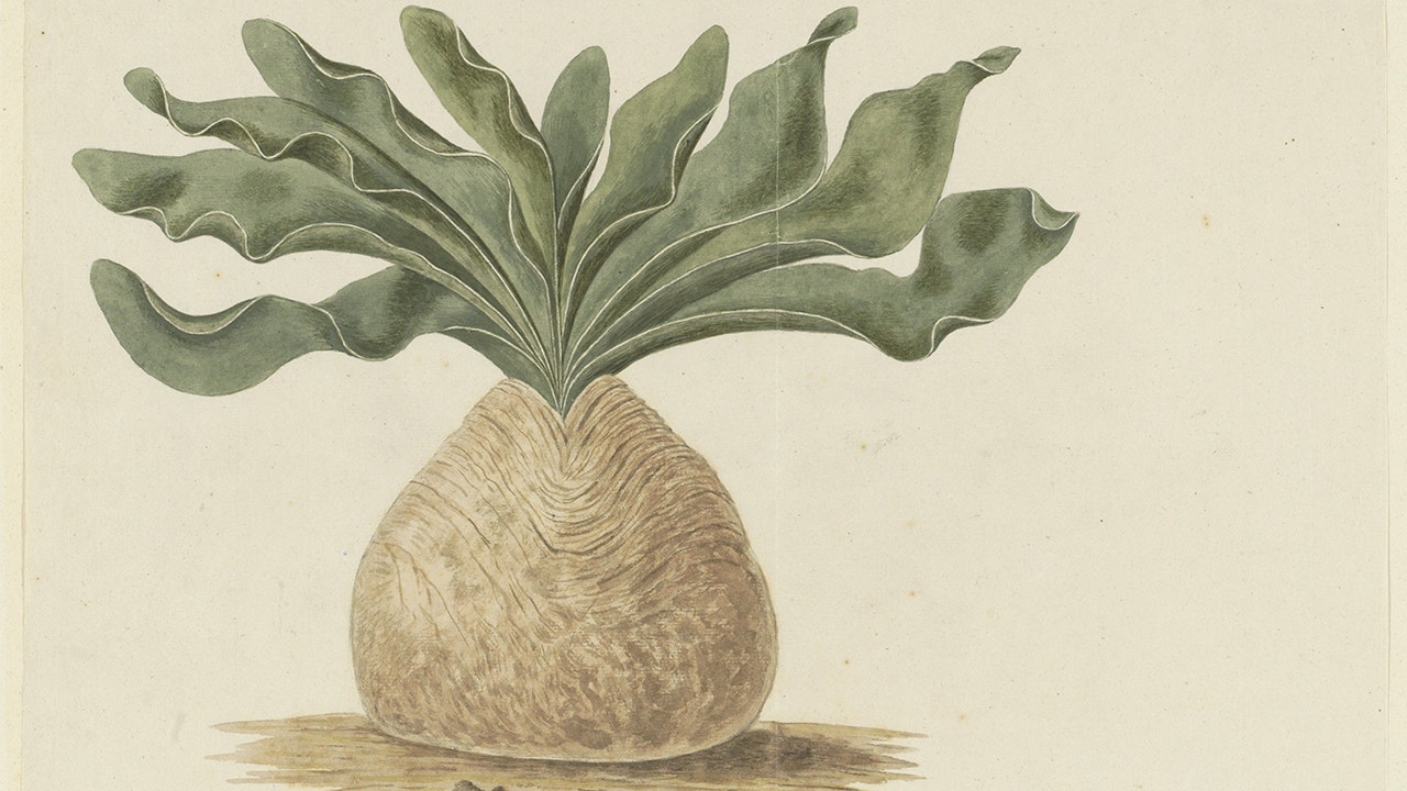 World's oldest poisoned arrowheads were coated with toxins from deadly ...