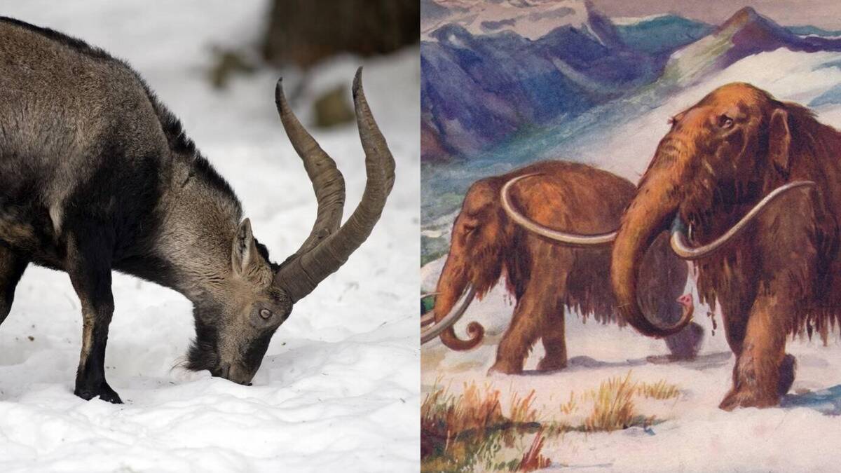 The science and obstacles behind reviving extinct species