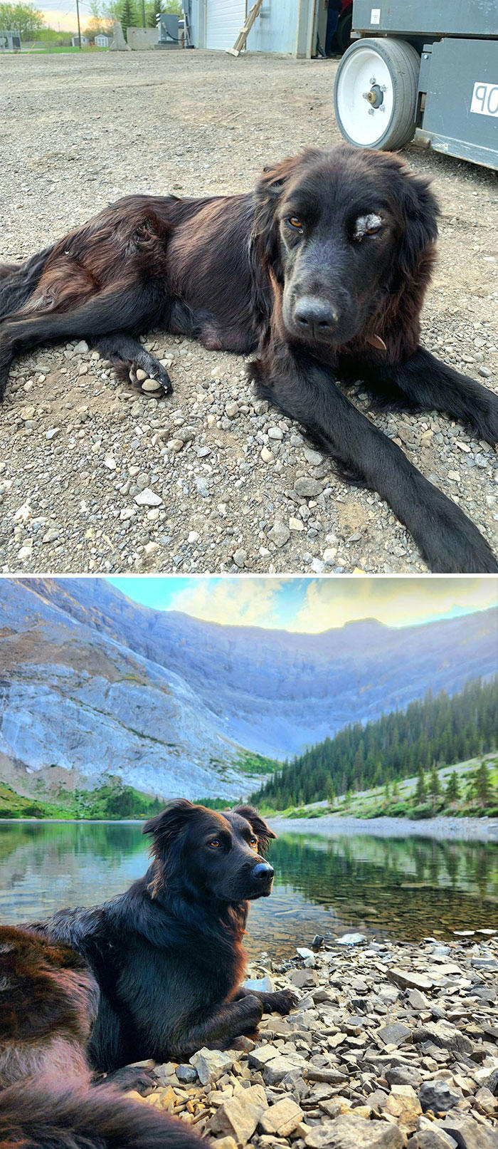 45 pics of dogs who were saved from awful conditions and got a second ...