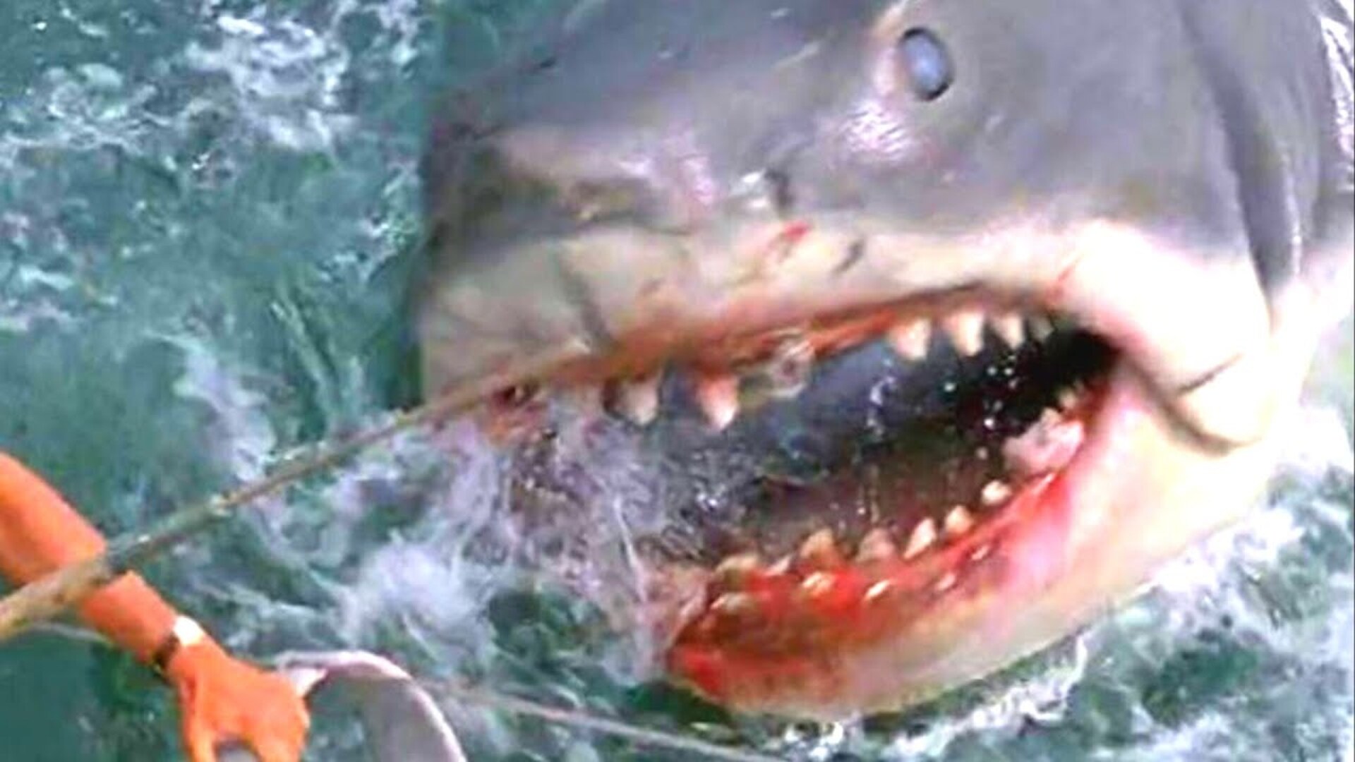 This cage scene in Jaws was more real than you realized