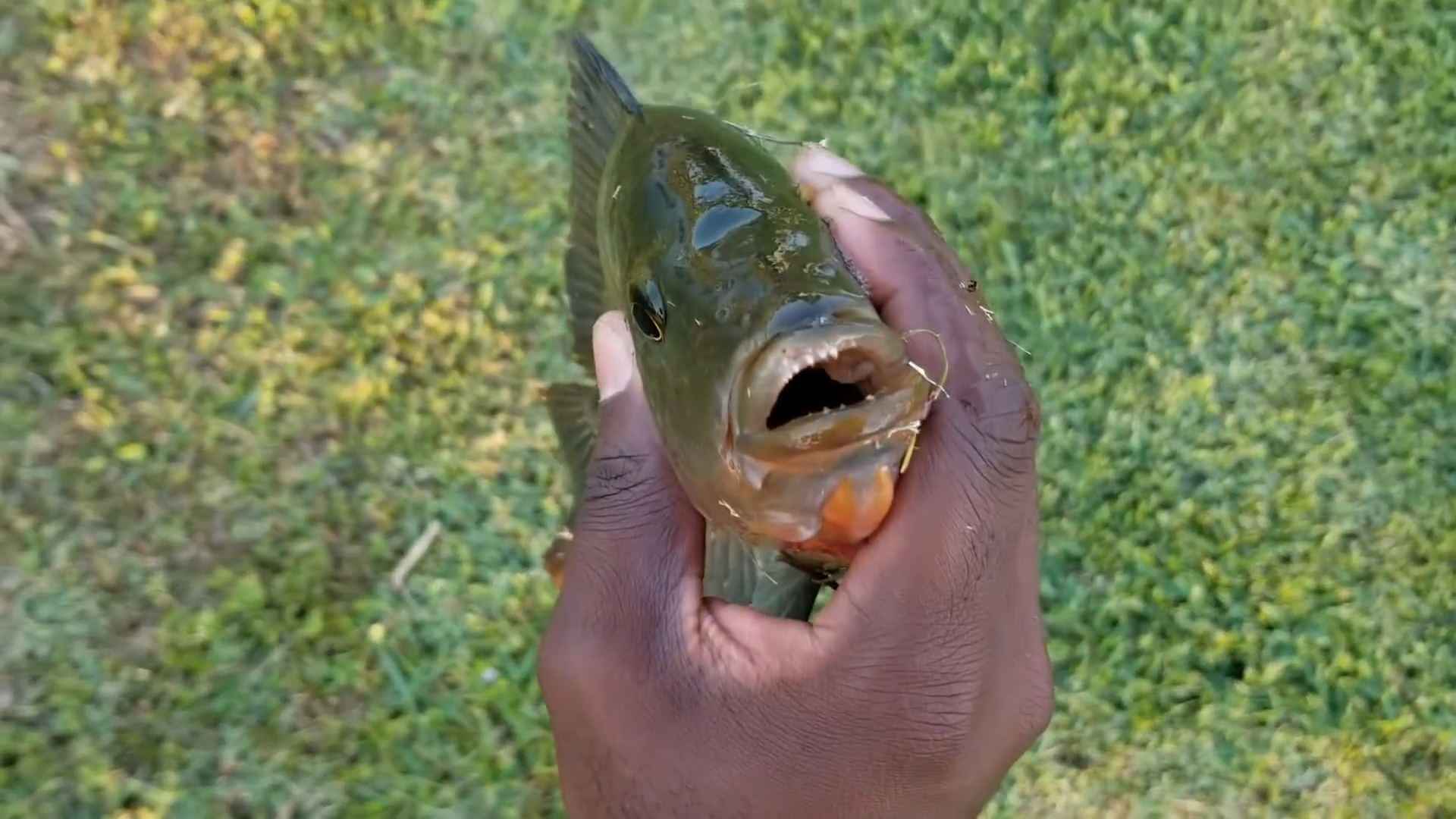Quarantine backyard fishing takes a wild turn with serpents