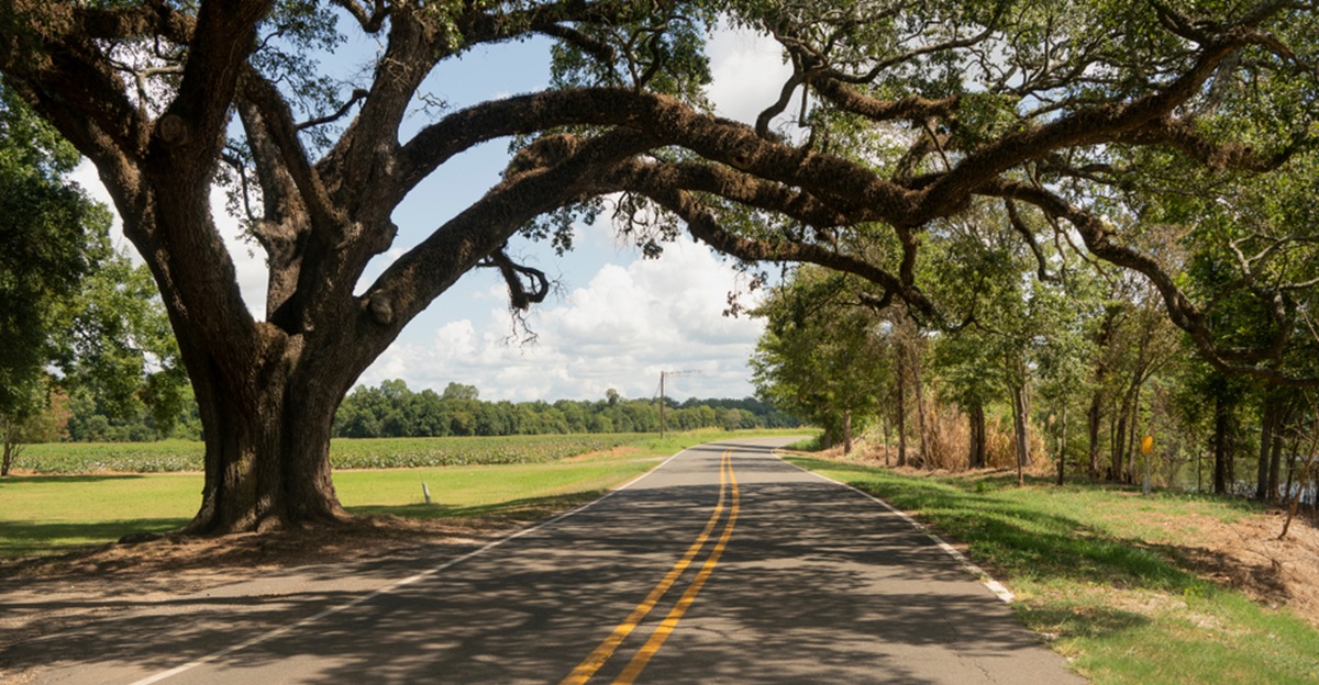 10 Louisiana drives through bayou country with cypress swamps
