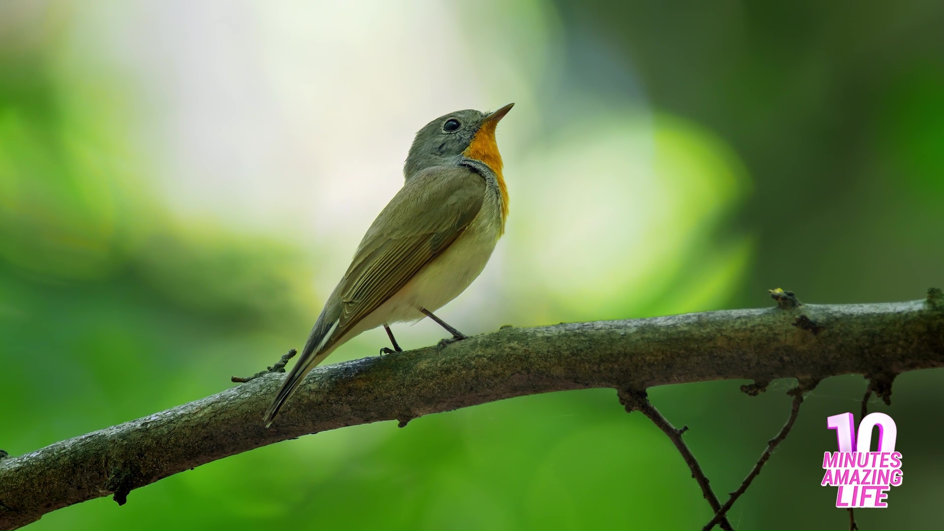 I filmed a small bird resting on a branch