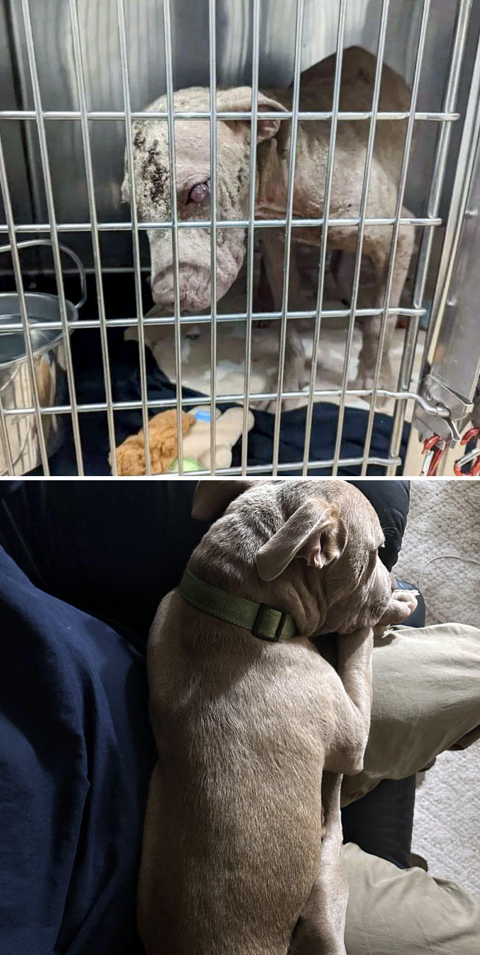 45 pics of dogs who were saved from awful conditions and got a second ...