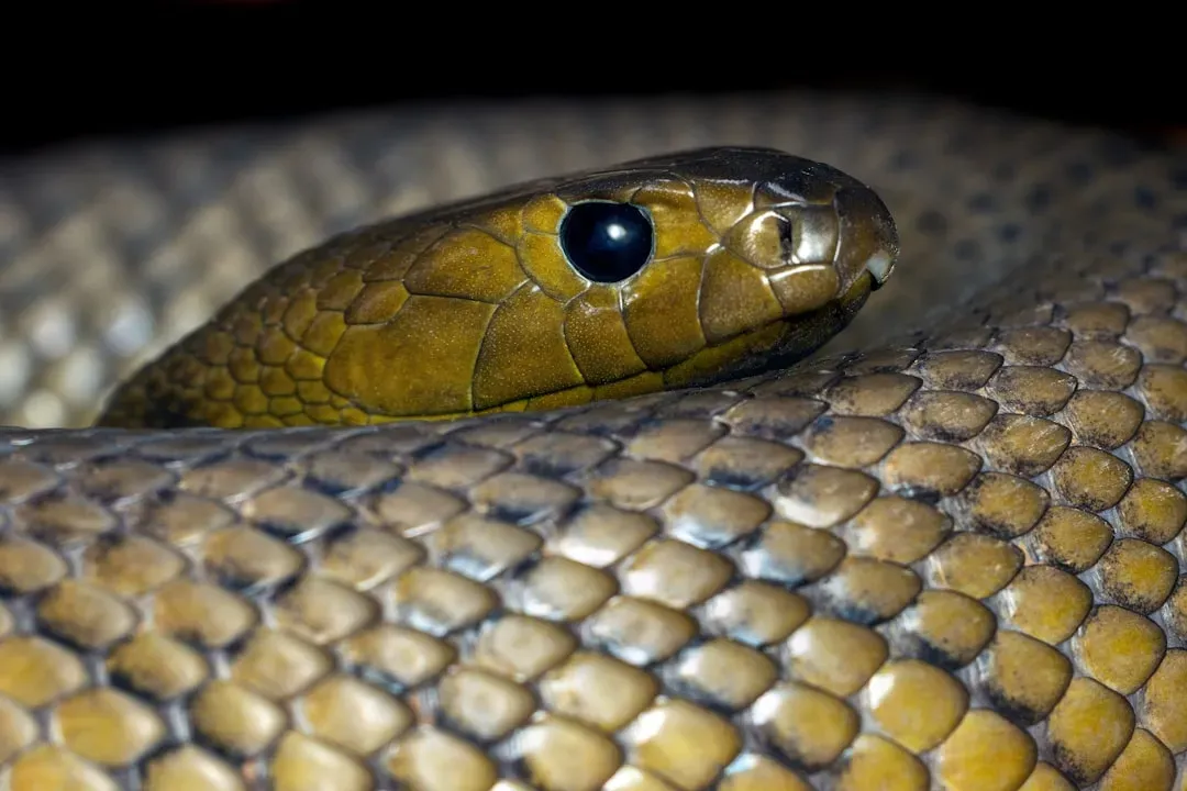 10 facts you didn't know about the fierce snake: Australia's most ...
