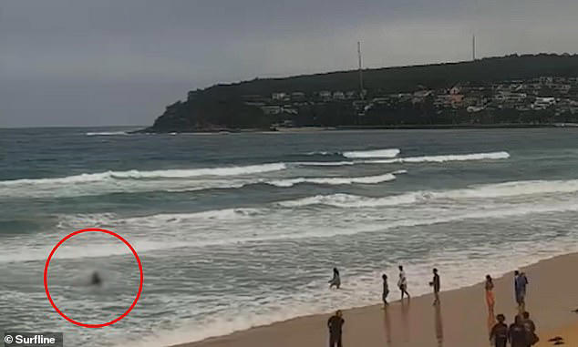 Sydney shark horror as three people are attacked in two days including ...