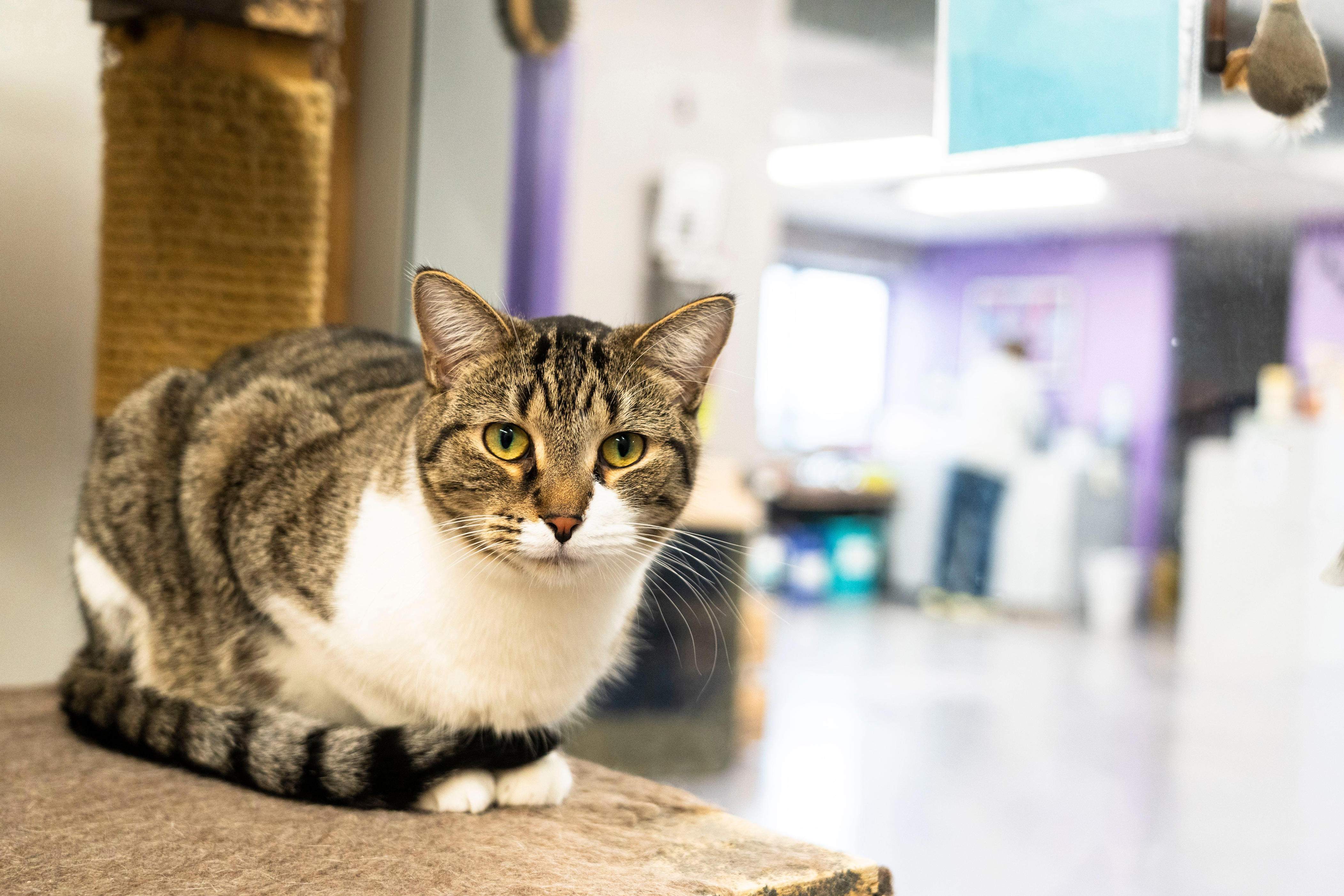 Unlicensed duo caught in shocking DIY cat operations