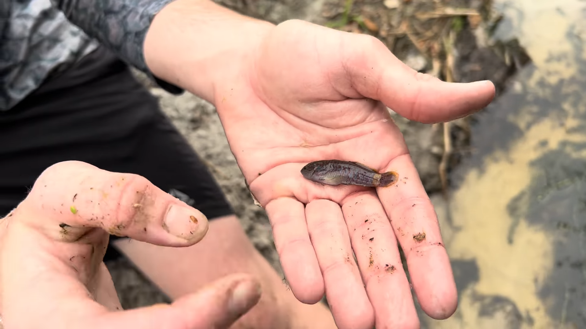 Catching tiny fish to start a mini aquarium