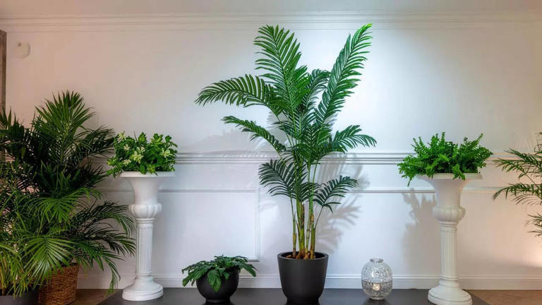 7 indoor plants to get rid of bathroom odour naturally
