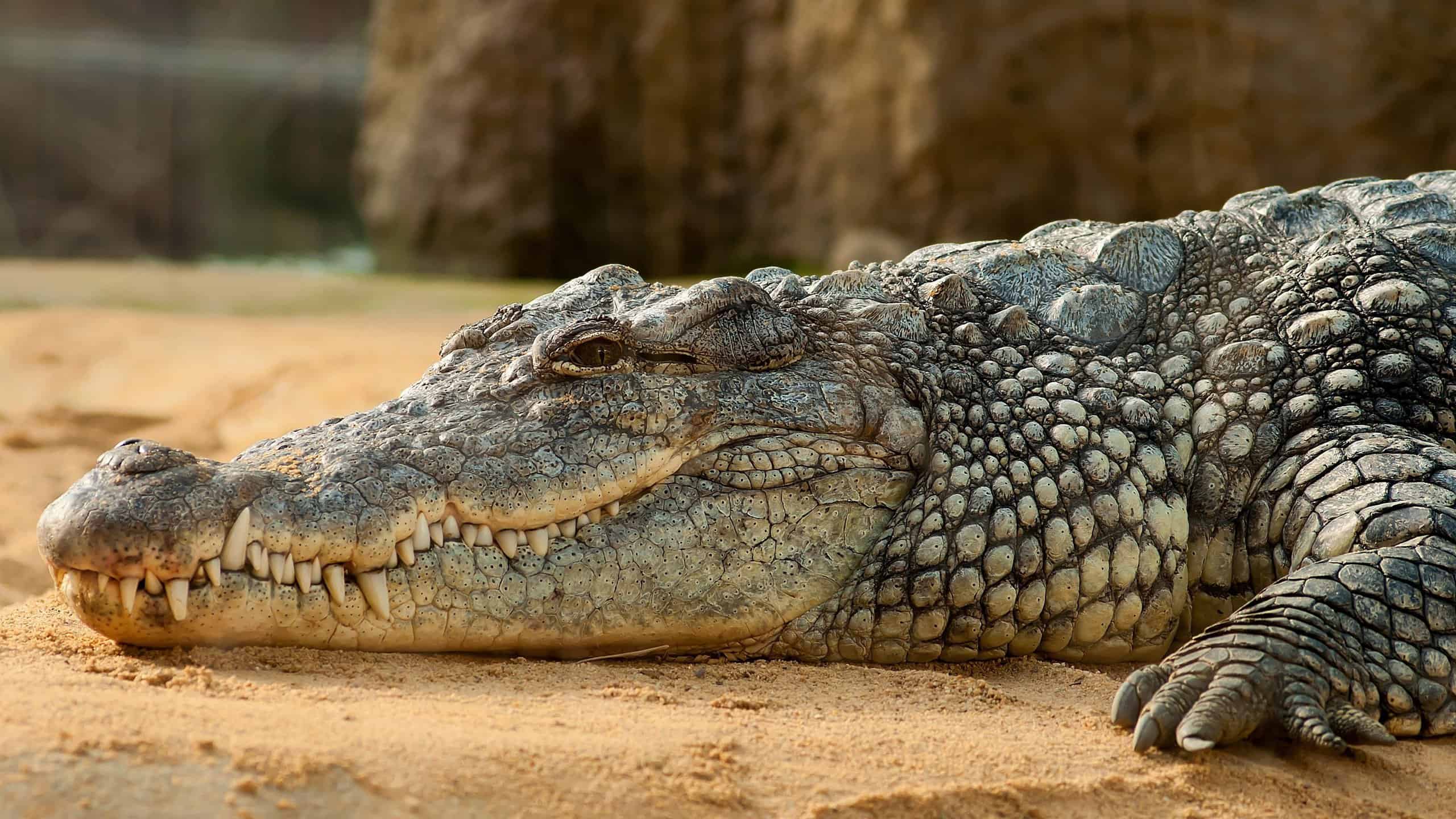 The massive crocodiles that lurk in dens 40 feet below the surface