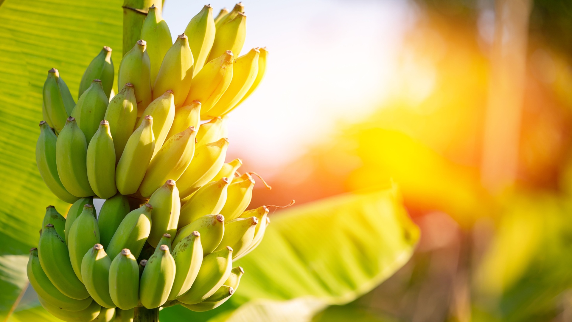The complex history and changing future of bananas