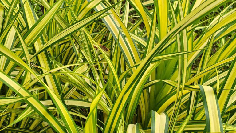 7 indoor plants to get rid of bathroom odour naturally