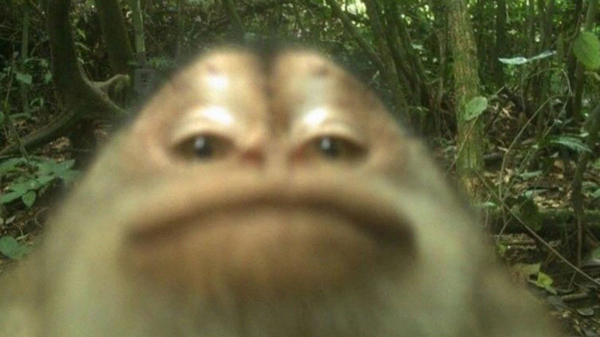 81 times animals showed off their charm and brightened people’s days