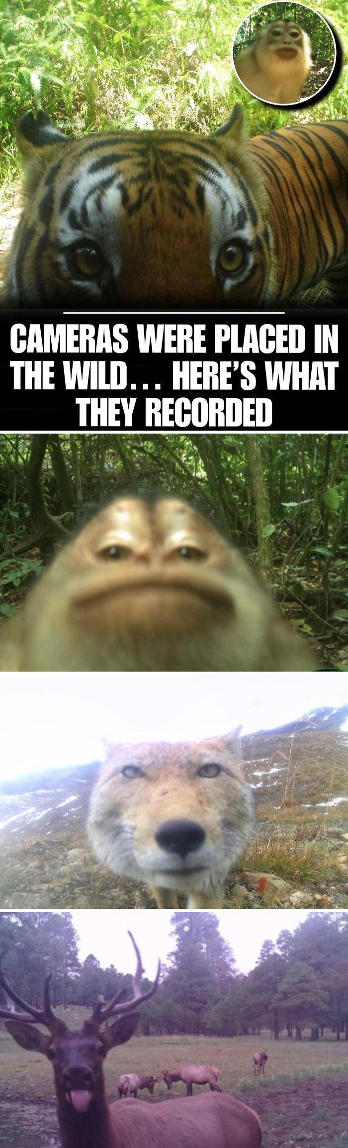 81 times animals showed off their charm and brightened people’s days