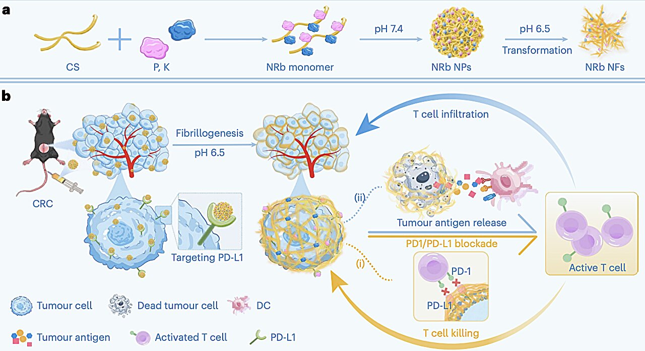A new nanorobot designed to improve immune cell recognition could help ...