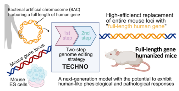 Replacing large mouse gene regions with human DNA