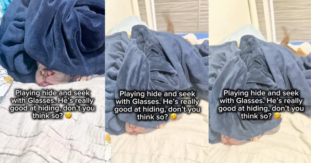 Video: Dog reveals hiding spot during hide-and-seek by doing this