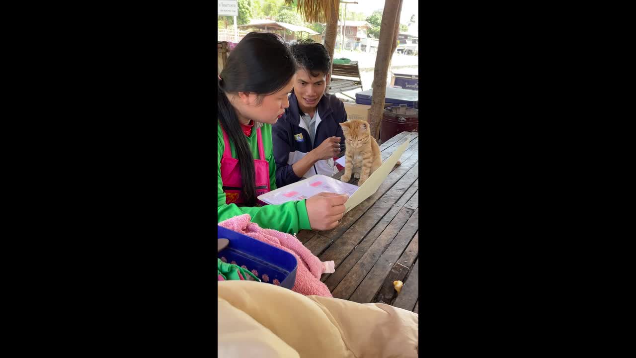 Kitten listens attentively as couple read restaurant menu