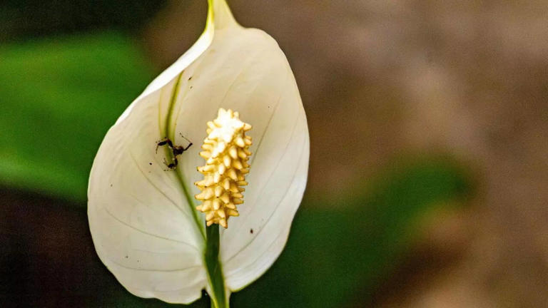 7 indoor plants to get rid of bathroom odour naturally