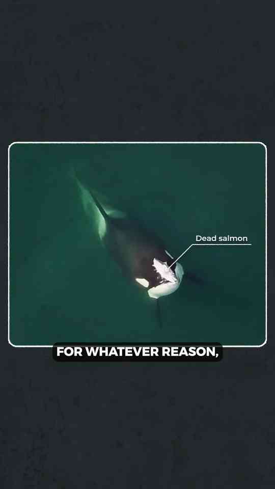 Orcas have fashion trends