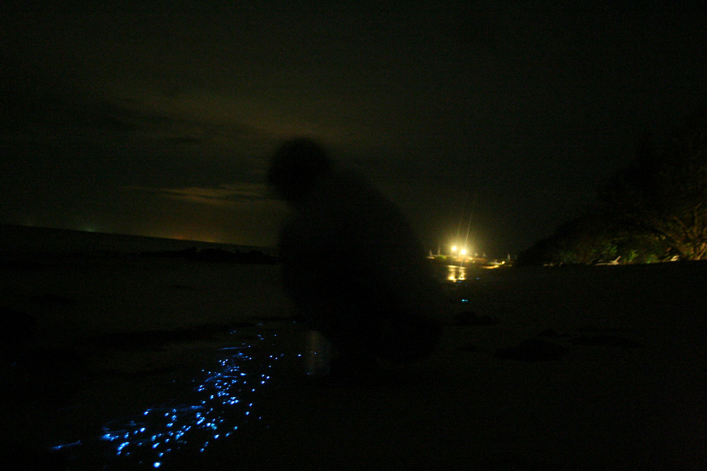 Places in the US to see glowing waves