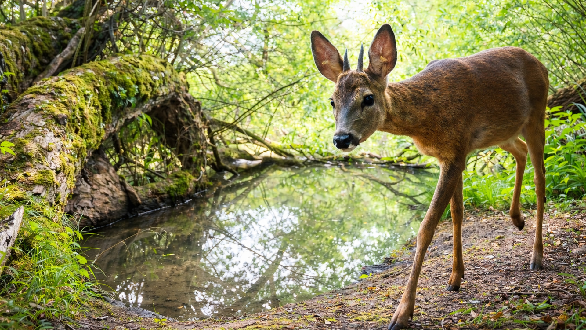 Minha câmera de trilha registrou um comportamento animal incomum