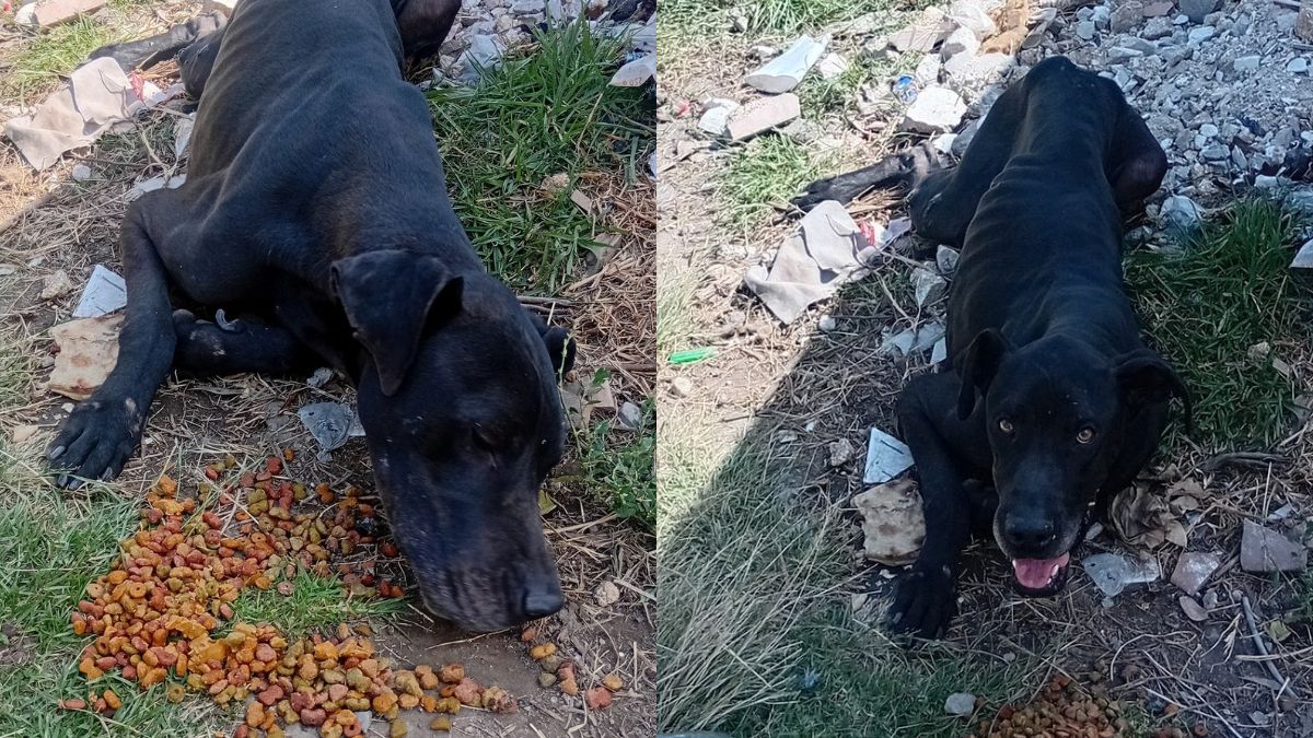 Abandonan a perro herido y sin moverse en la lateral de la México ...