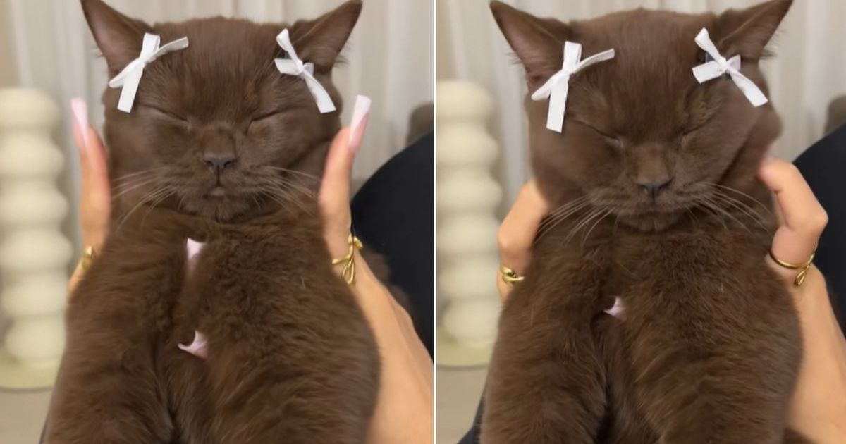 Video: Cat enjoying a face massage will brighten your feed