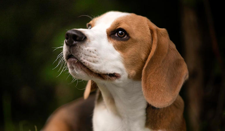 Forensic methods could nab Dublin dog owners that don’t pick up litter