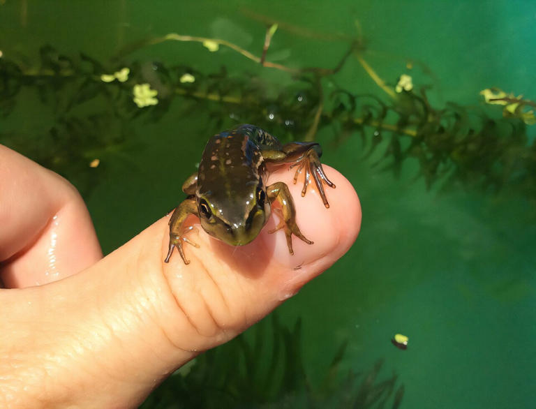 Citizen scientists are spotting more and more rare frogs on private land