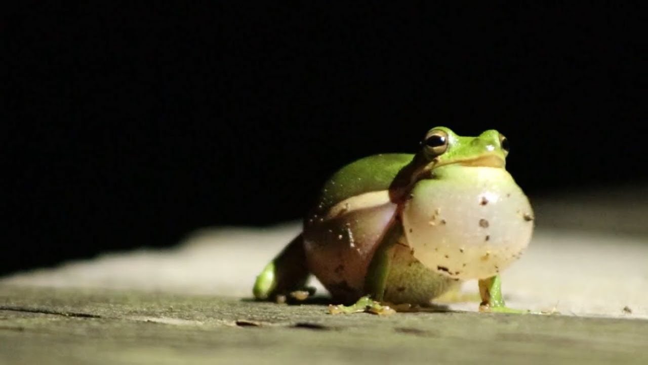 Green tree frogs surround anglers during creek exploration