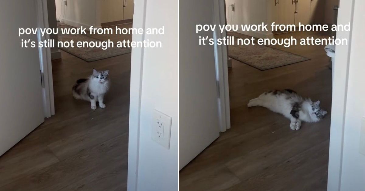 Video: Cat does this while demanding attention from owner