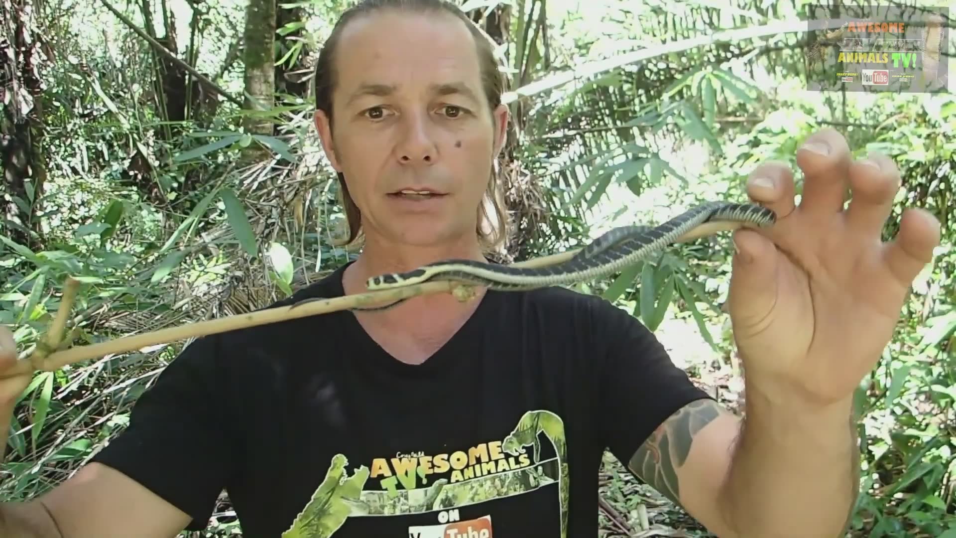 Working with world's largest venomous snake