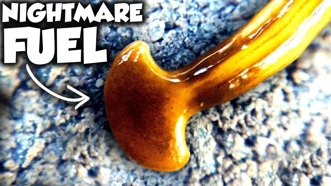 The quiet warning signs of poisonous animals near homes