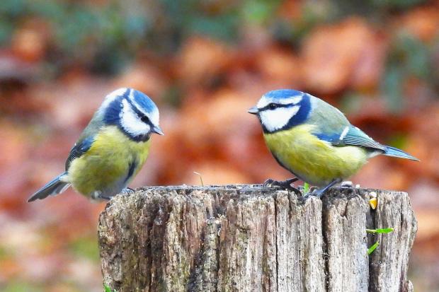 Glasgow University study finds birds thrive in native trees