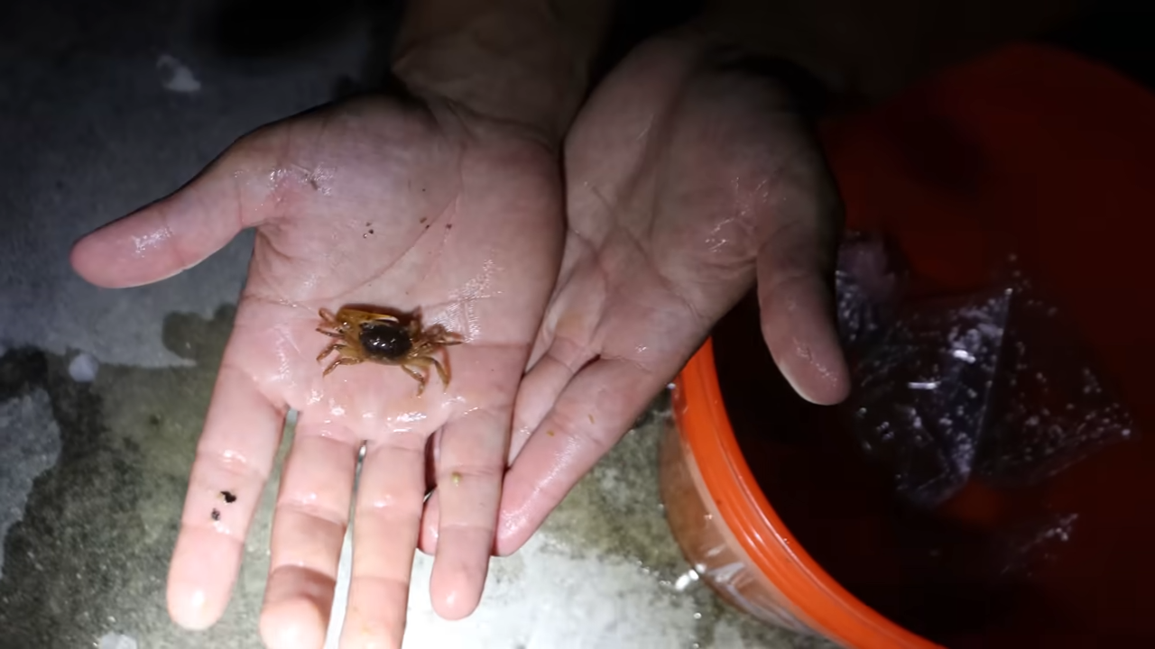 How a pet store dumpster ended up full of live fish