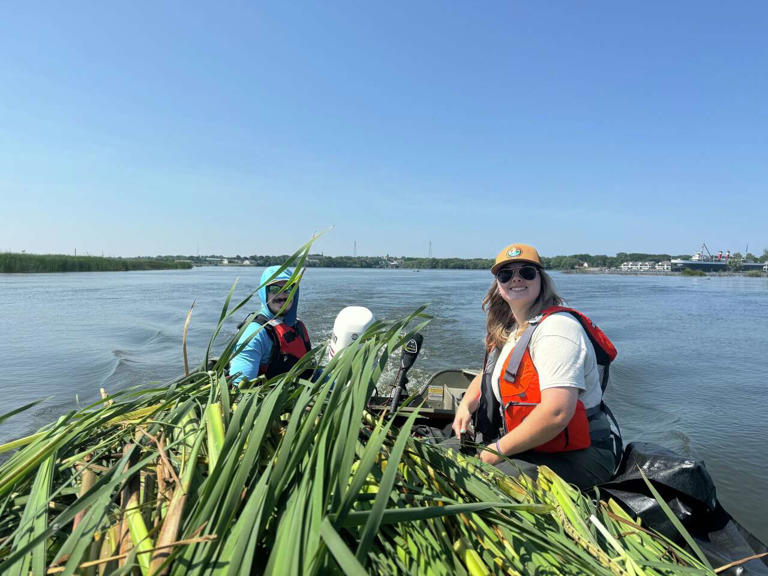 Tribe studies 2 species of wild rice in Manistee County