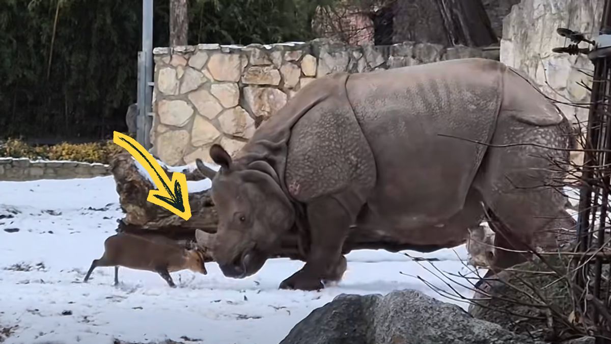 Does 'David vs. Goliath' video really show rhino and tiny deer ...