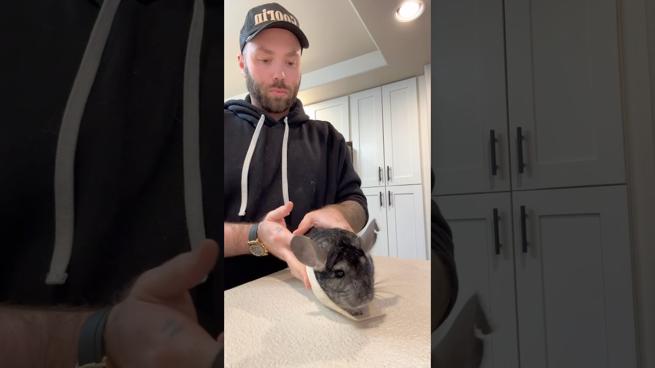 Chinchilla burrito is real