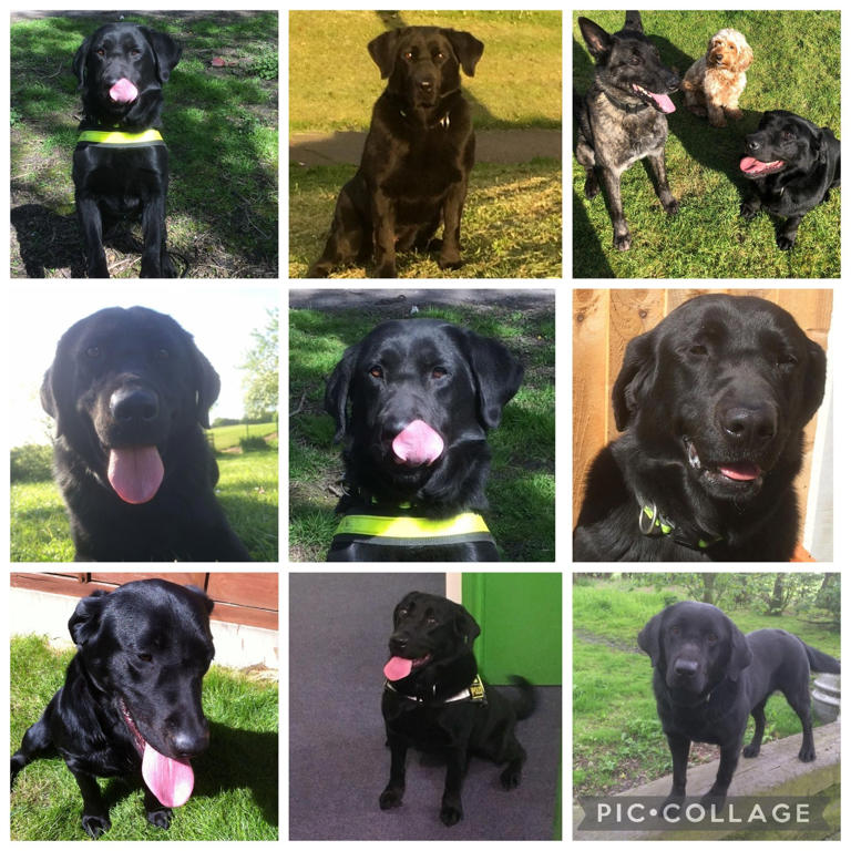 Retired Lancs police dog Daisy who won the hearts of everyone sadly ...