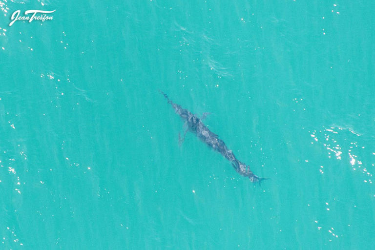 Rare marlin spotted in Western Cape waters – PHOTO