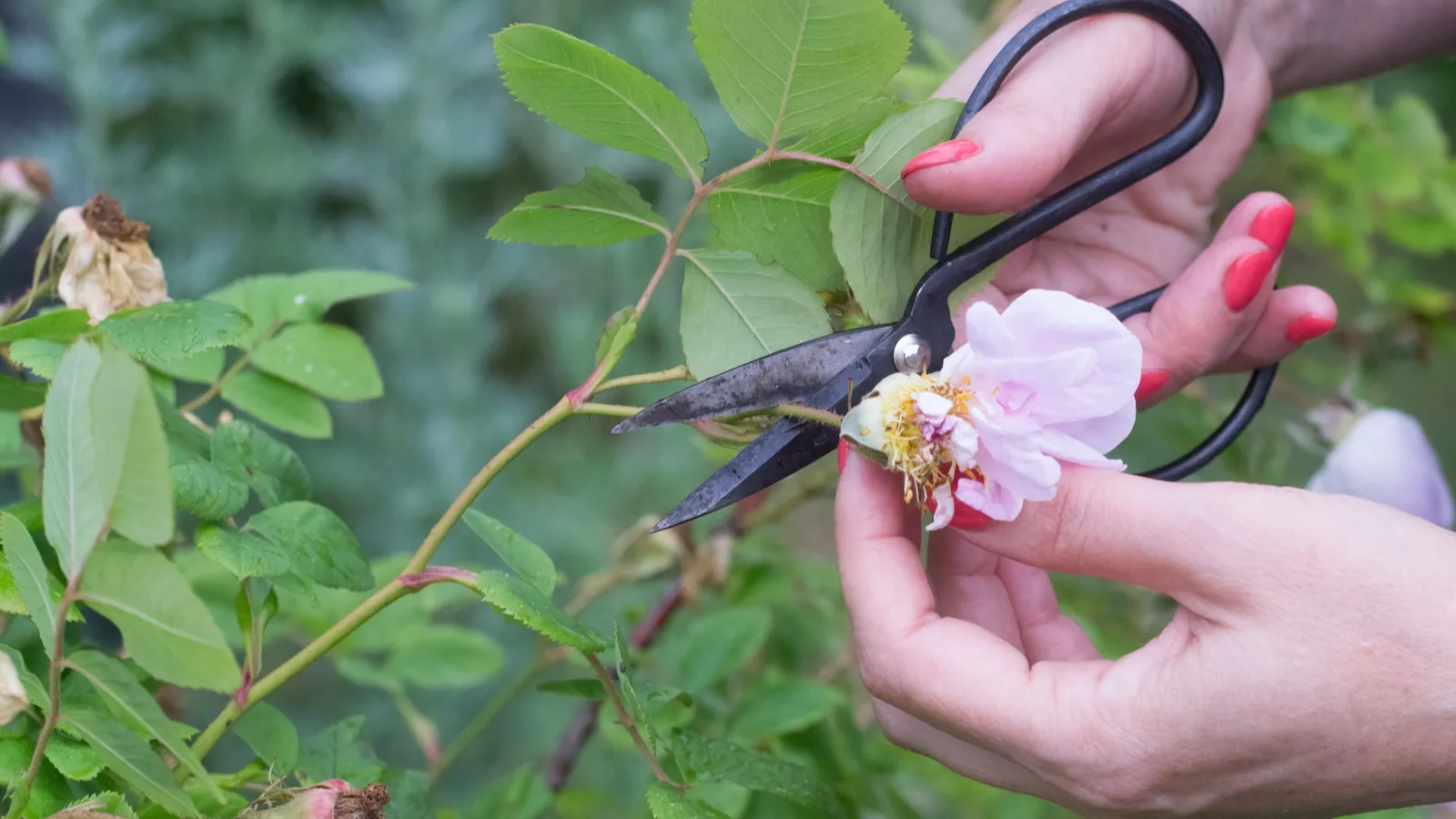 Why hydrangeas fail to flower and how gardeners can fix them