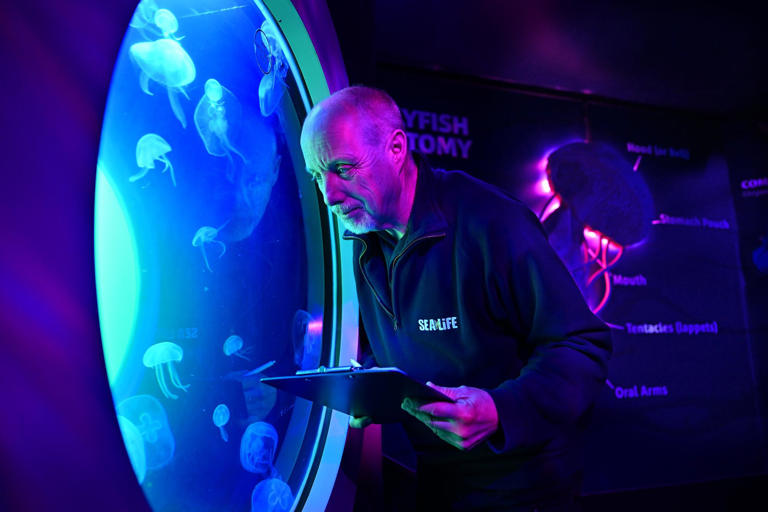 "They're never still for a moment": Scarborough SEA LIFE Centre ...