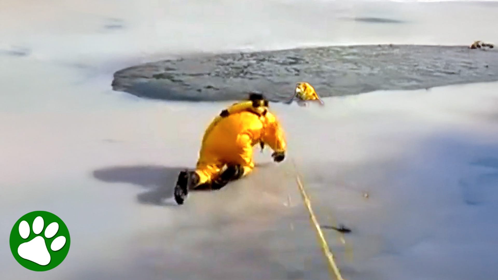 Brave officer saves dog in icy water