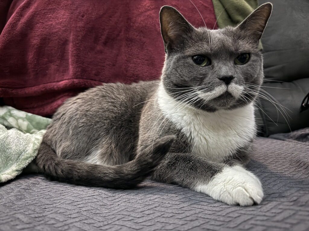 Cat missing for four years reunited with her owner