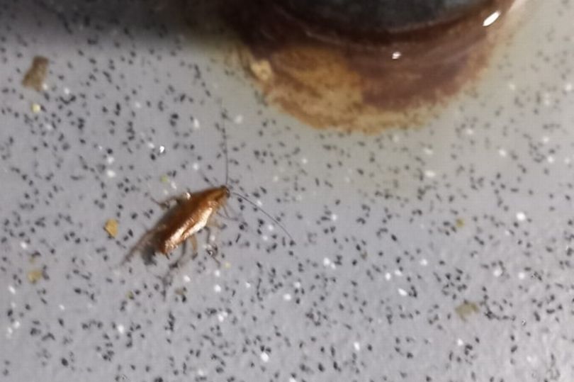 Cockroaches found inside ice cream machine at dirty takeaway