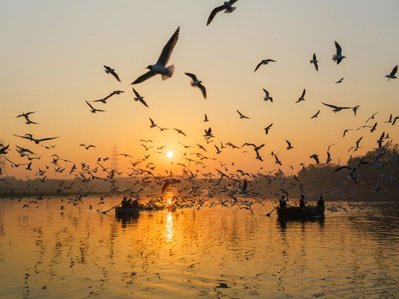 Two new bird species spotted in Himachal's Kangra lake, identification ...