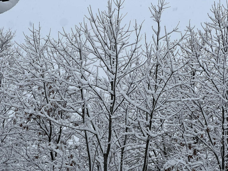 Officers find woman lost in sub-freezing cold