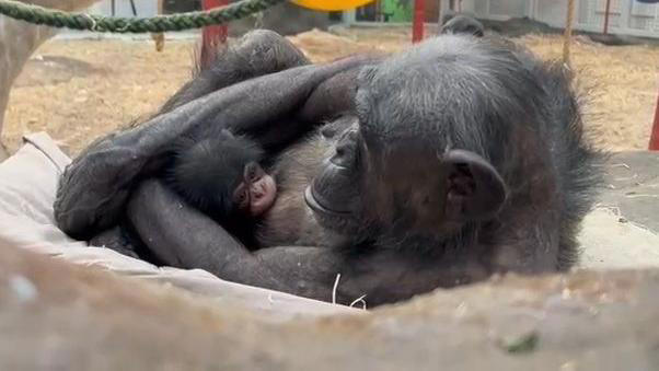 Zoo welcomes first newborn chimpanzee in 17 years